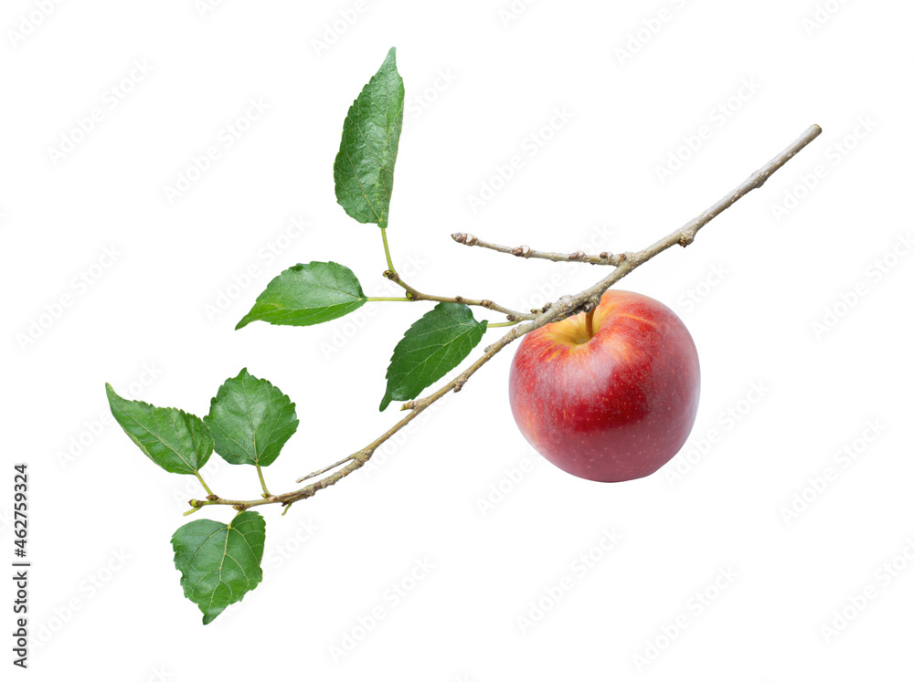 red apple with leaves on tree branch isolated on white Stock Photo ...