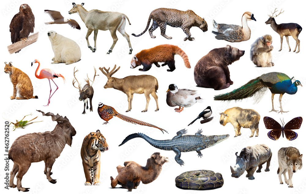 Set Of Various Asian Isolated Wild Animals Including Birds Mammals
