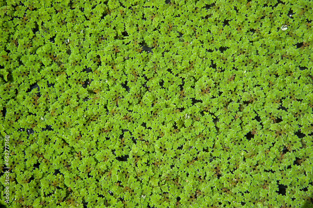 Green floating Azolla Pinnata (Azolla microphylla) at organic farm used ...