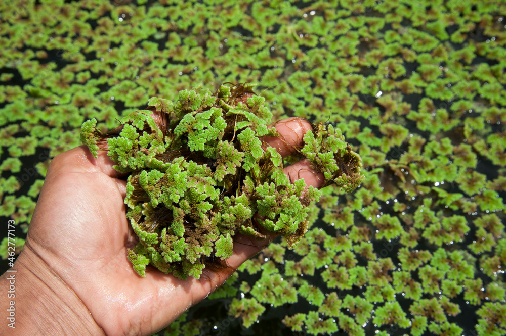 Green floating Azolla Pinnata (Azolla microphylla) at organic farm used ...