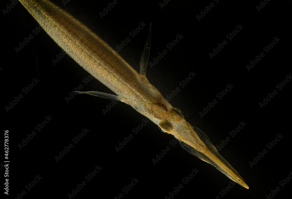 Small pipe fish native to Asia living in rice paddies with its strange ...