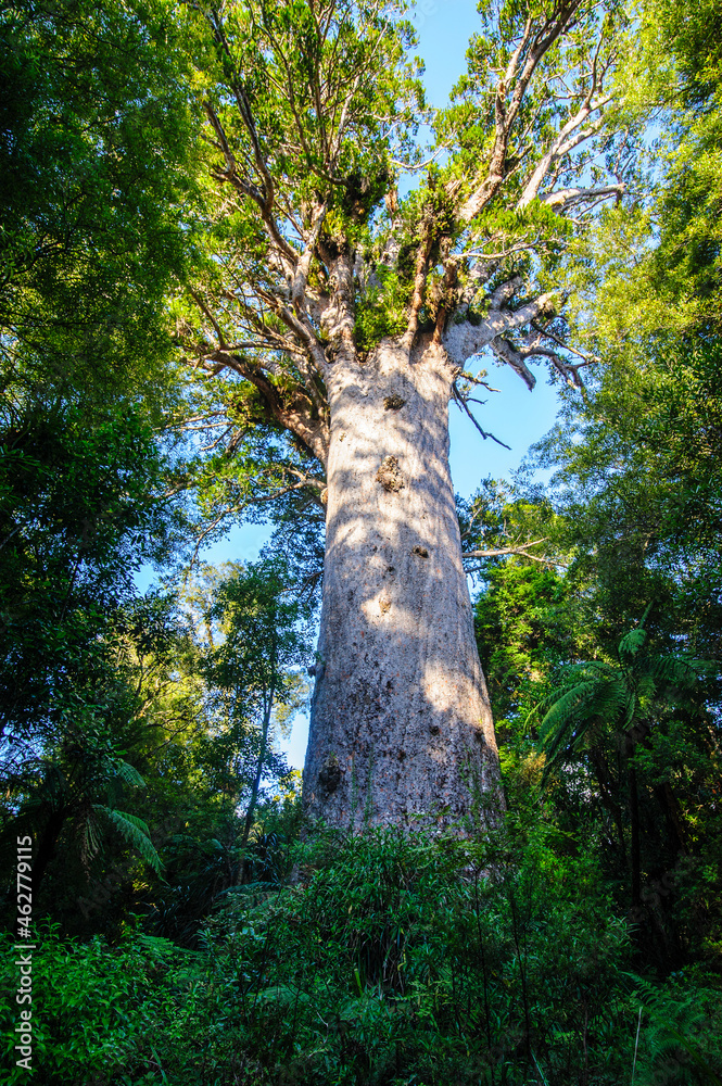 Te Matua Ngahere, a giant kauri tree, Waipoua Forest, Westcoast ...