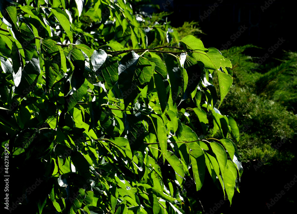 commonly known as the Osage orange, horse apple, hedge, or hedge apple ...