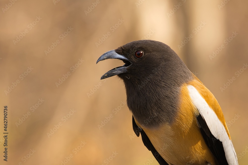 Side Portrait of Rufous Treepie also known as Tiger Bird Stock Photo ...