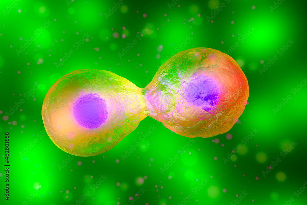 3D Rendered Illustration, cell division Stock Photo | Adobe Stock