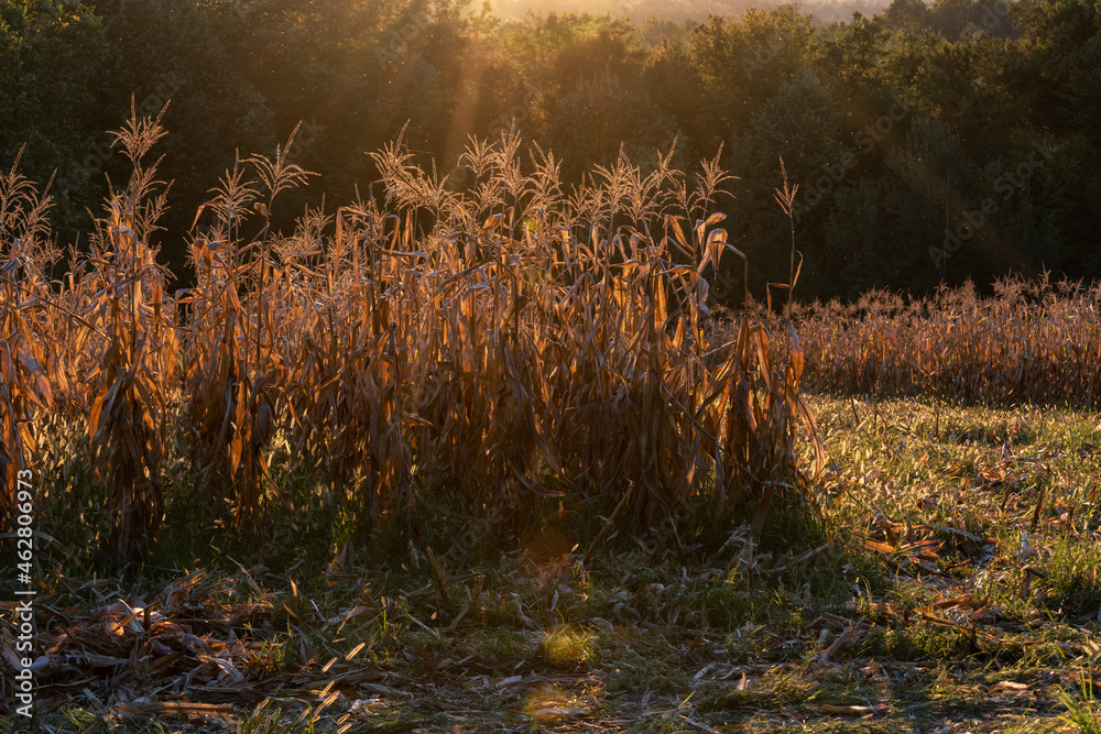 Dry backlit maize plants in maize field, cornfield in autumn with lens ...