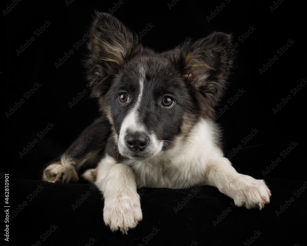 Portrait of Border Collie puppy in front of black background Stock ...