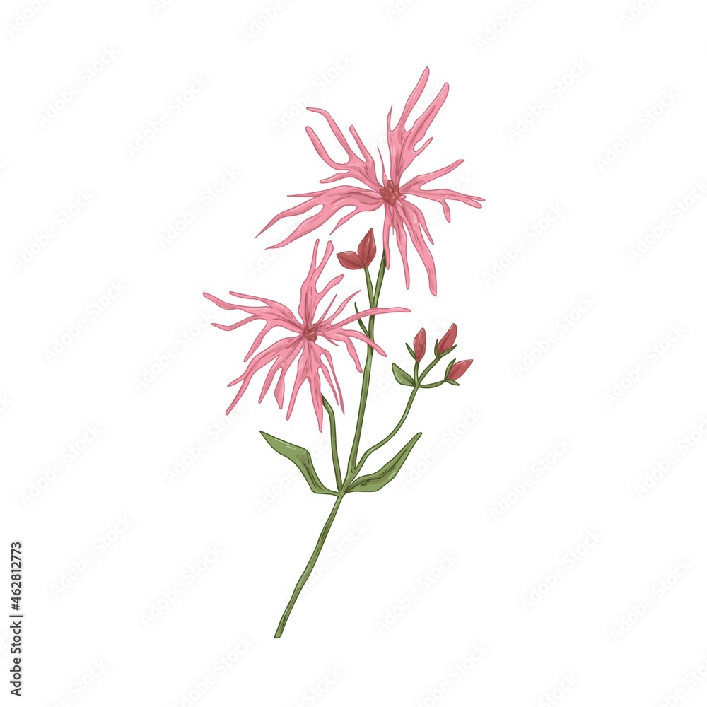 Ragged-robin flower. Vintage botanical drawing of blooming Silene flos ...