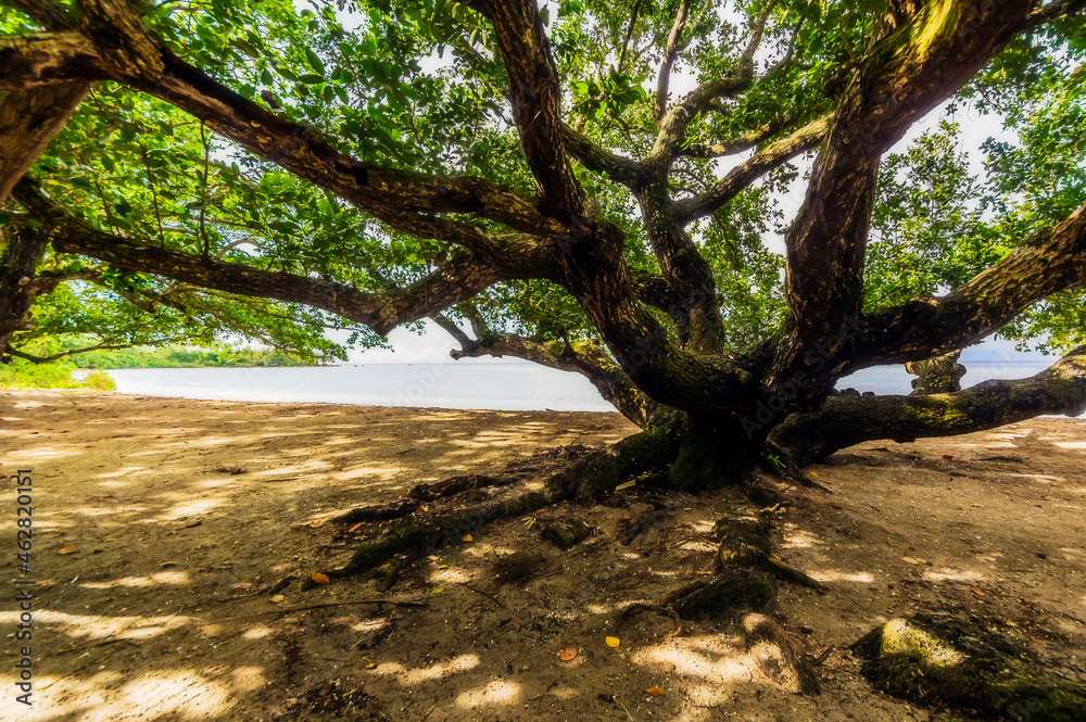 Papua New Guinea, Trobriand Islands, Kitava Island, tree at the beach ...