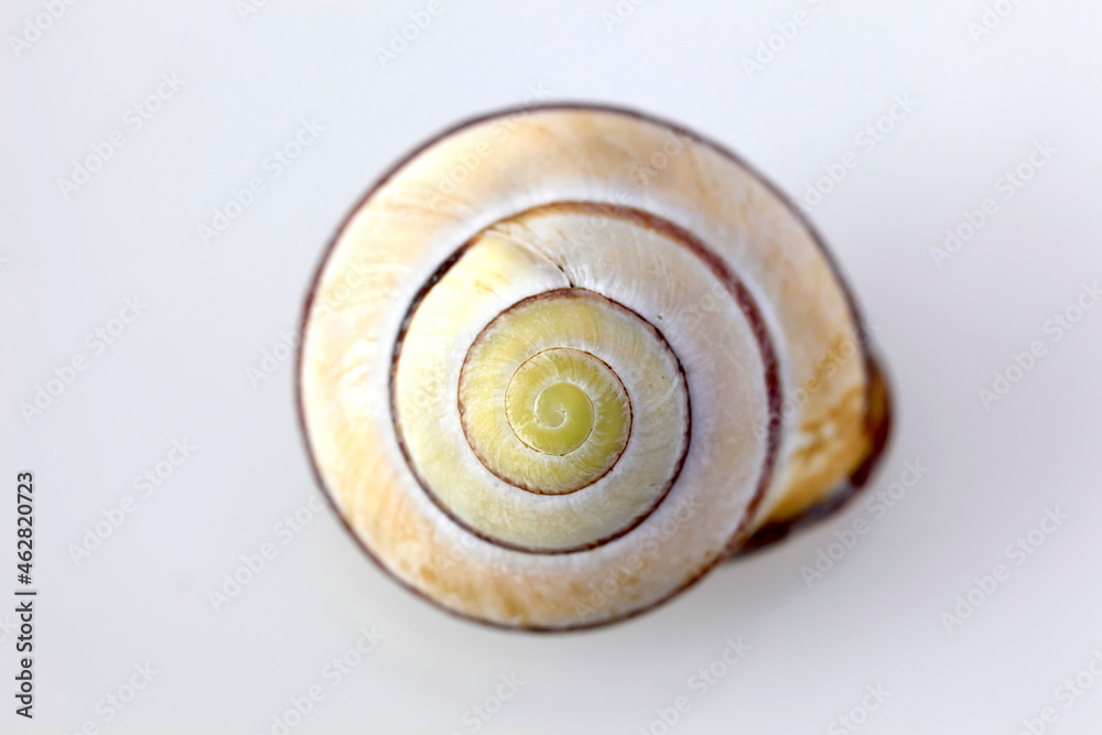 Spiral of yellow snail shell Stock Photo | Adobe Stock