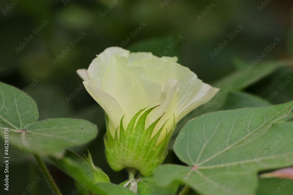 Cotton Plant Flower