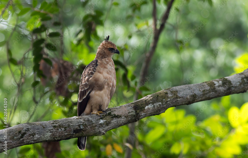 Malaysia, Borneo, Sepilok, Sabah, Wallace's hawk-eagle, Nisaetus nanus, juvenil Stock Photo ...