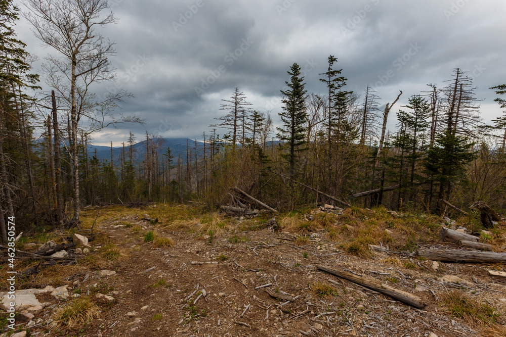 Taiga in the Primorsky region. An old timber road among the destroyed ...