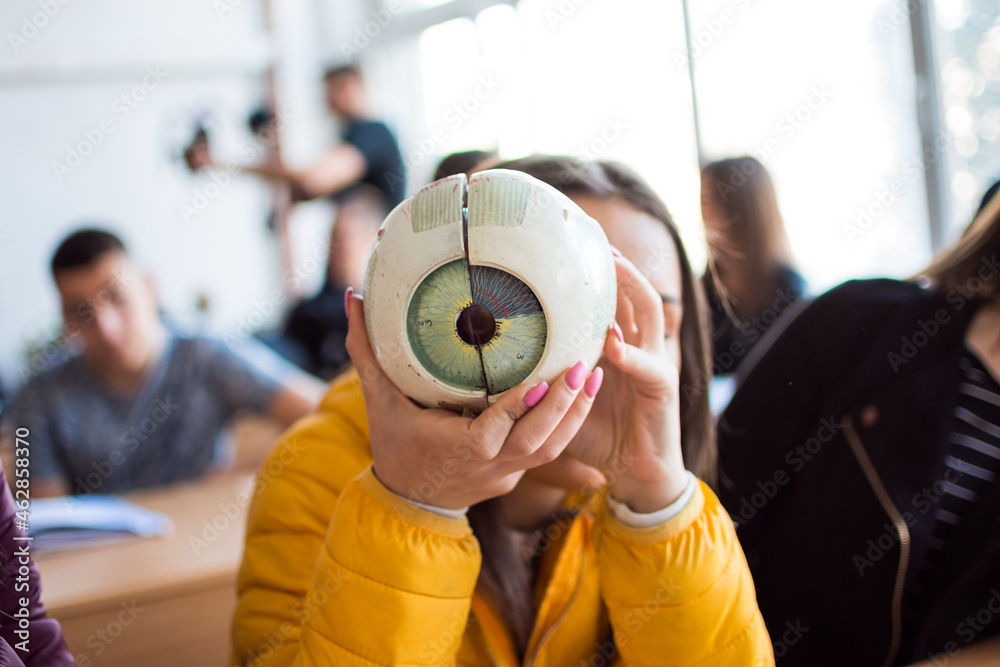 Plastic eye. Teaching model of the human body Stock Photo | Adobe Stock