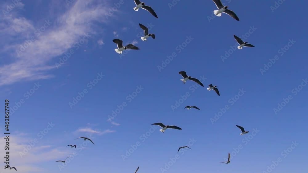 Video „Flying birds on clear blue sky with little cloudiness, flock of ...
