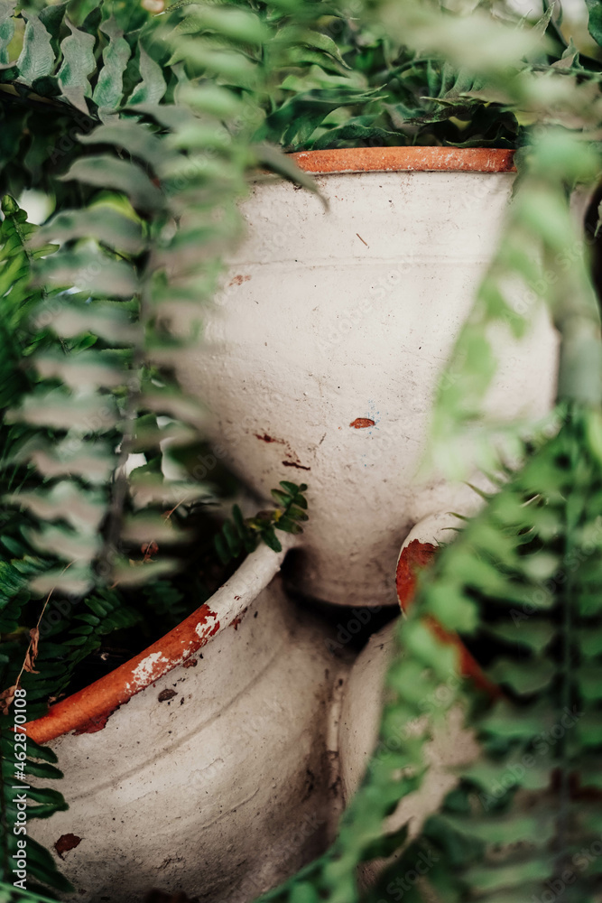 Macetas rusticas para plantas tipo helechos Stock Photo | Adobe Stock