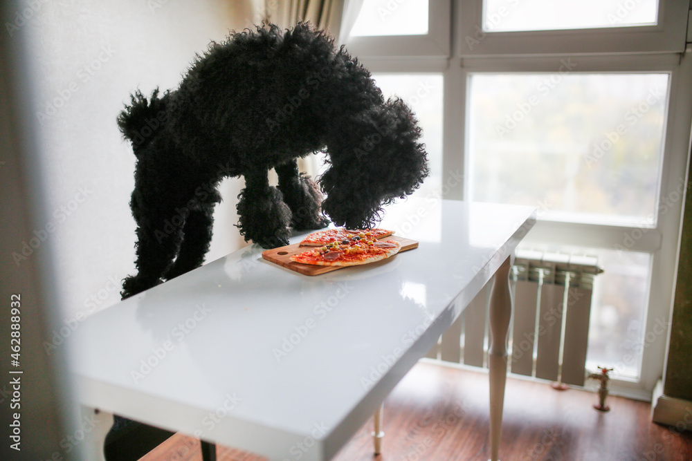 dog eating pizza on the table, unhealthy food, black poodle begging ...