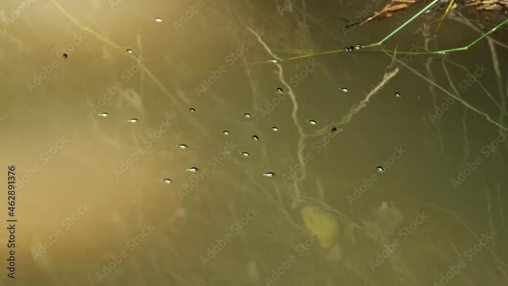 Whirligig beetle (Gyrinus natator) swimming in river, aquatic bugs ...