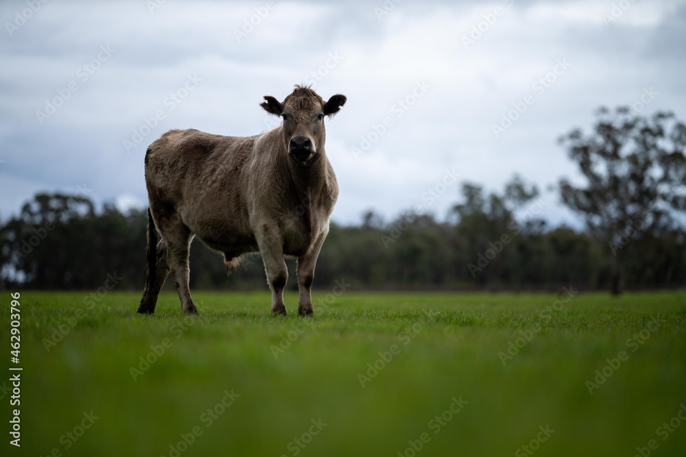 Big beef cows and calves grazing on grass in Australia, on a farming ...