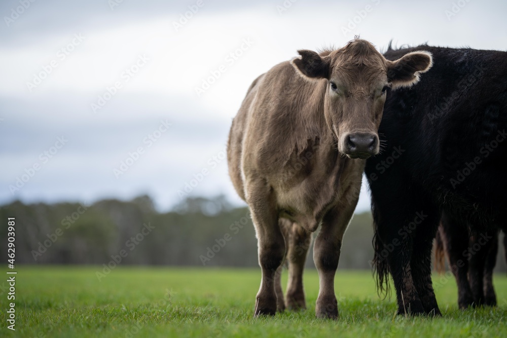 Big beef cows and calves grazing on grass in Australia, on a farming ...