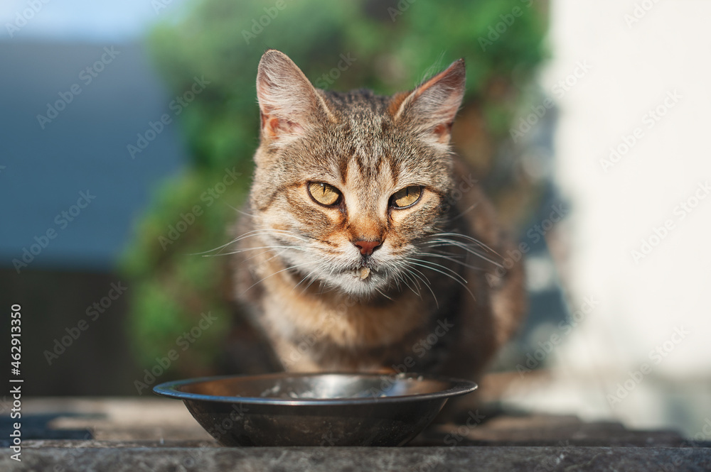 Funny cat eats food from a bowl on the street. The short-haired tabby ...