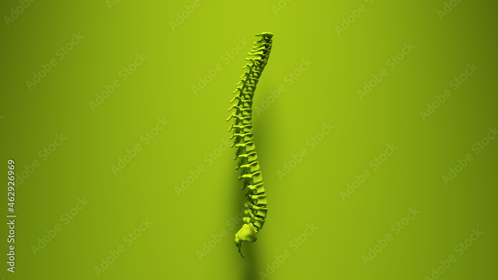 Green Vibrant Spine Spinal Cord Vertebrae Curves Background 3d ...