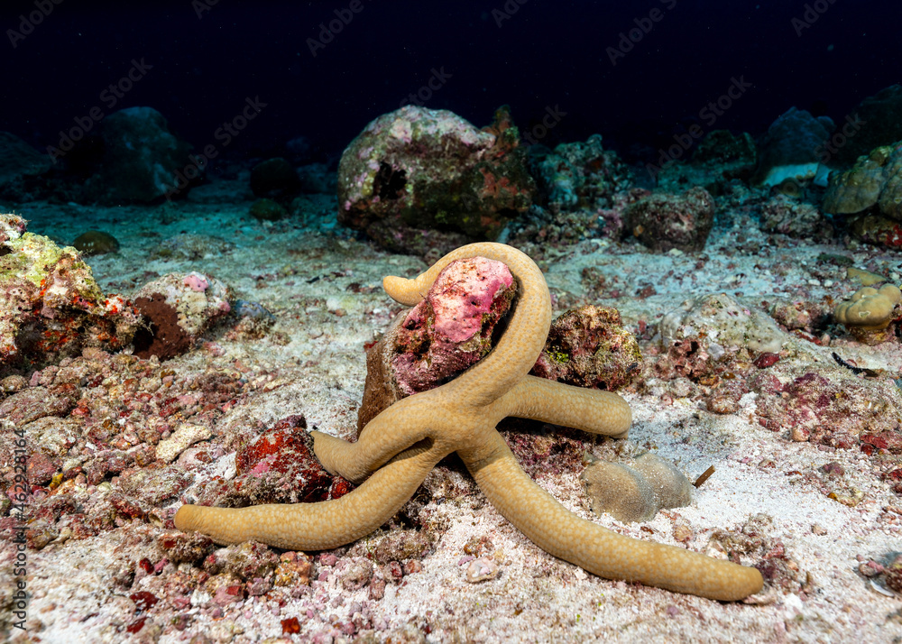 Guilding’s sea star, Linckia guildingi, in Maldives. Also called comet ...