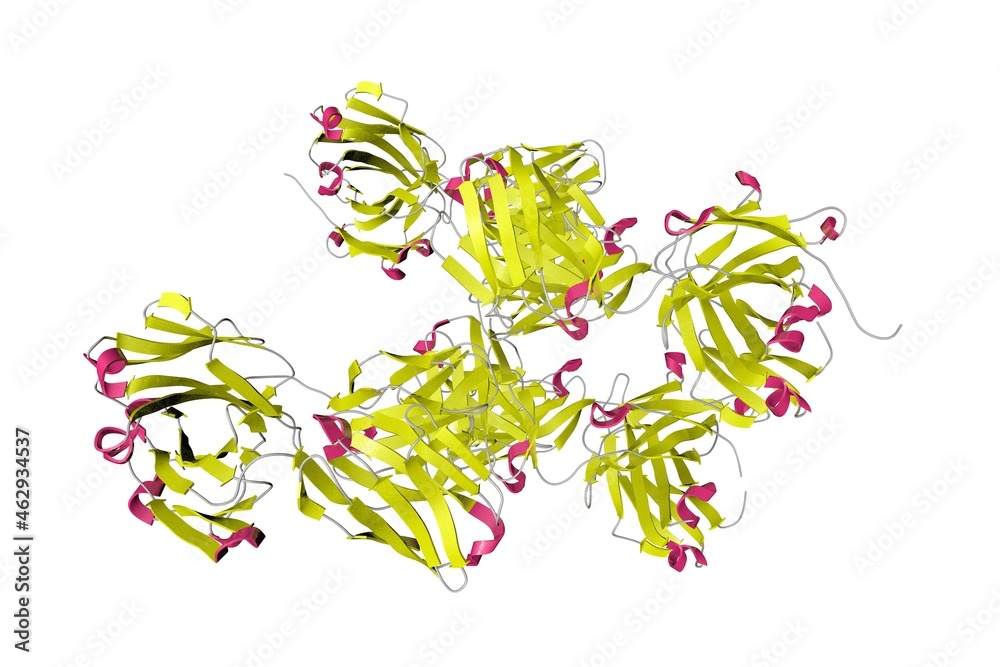 Crystal structure of canakinumab, a human monoclonal antibody ...