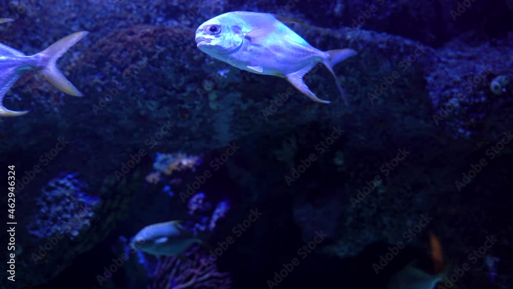 Underwater aquatic life, The permit fish is a game fish of the western ...