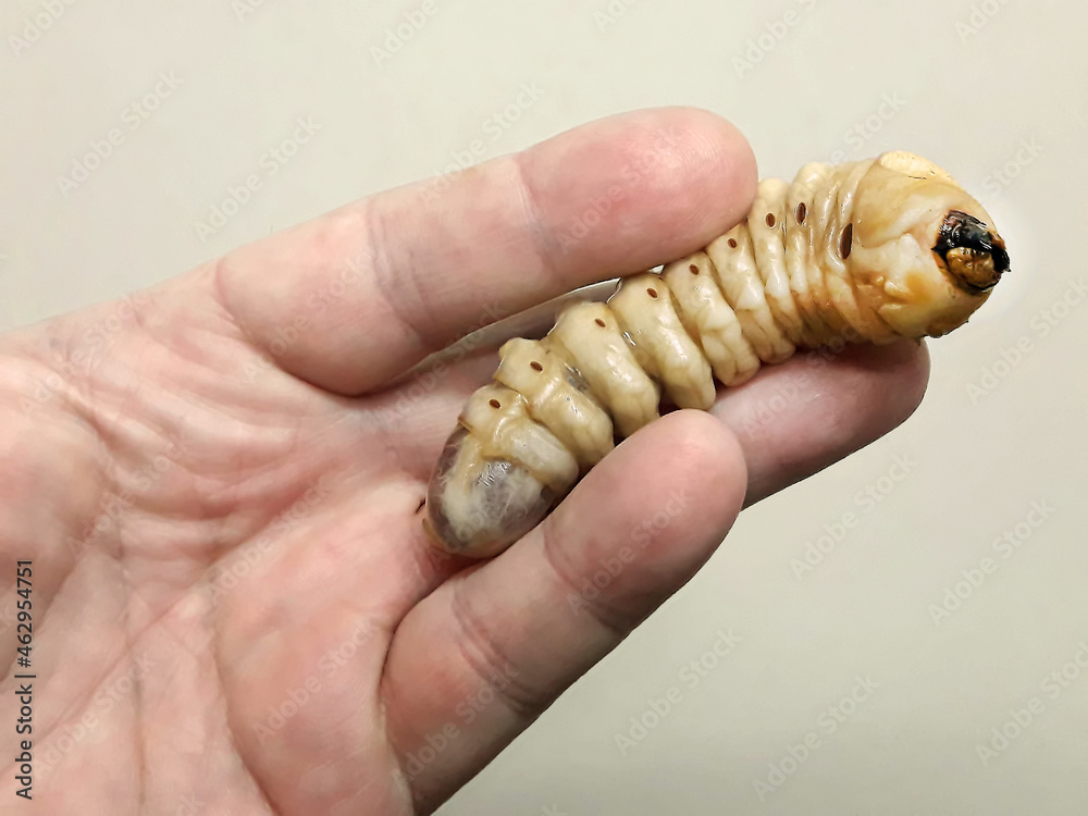 Long Horned Beetle Larvae