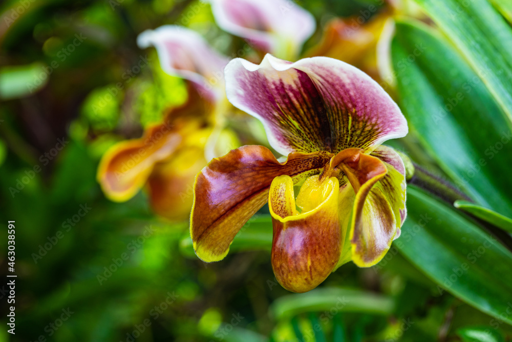 Paphiopedilum-villosum, Beautiful rare wild orchids in tropical forest ...