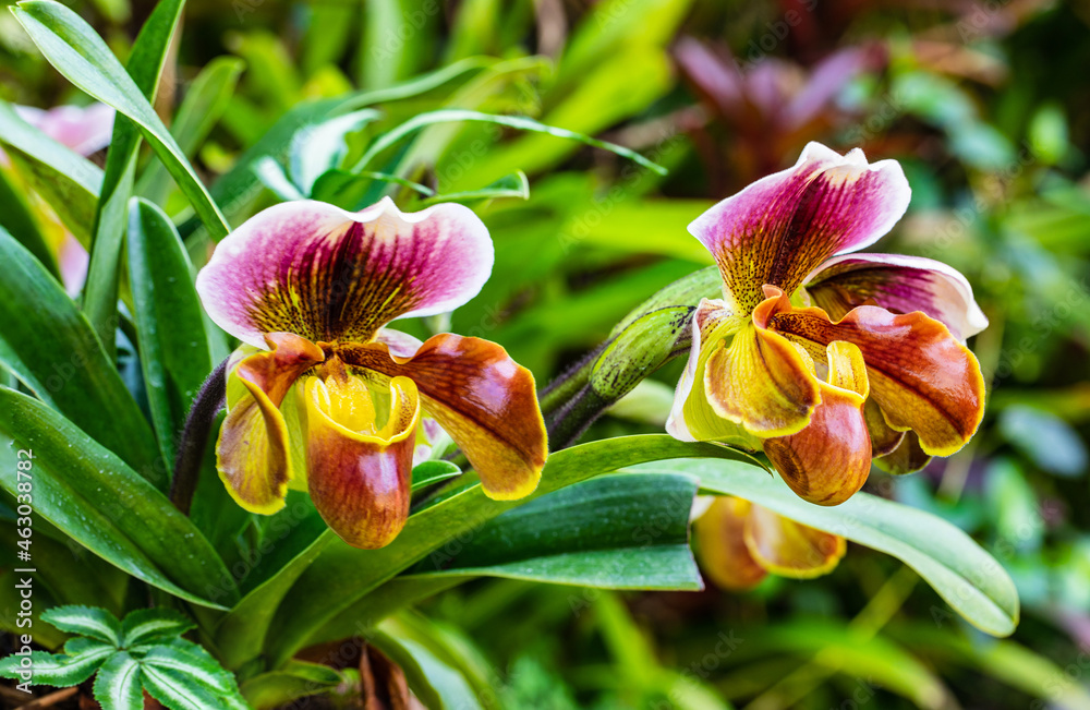 Paphiopedilum-villosum, Beautiful rare wild orchids in tropical forest ...