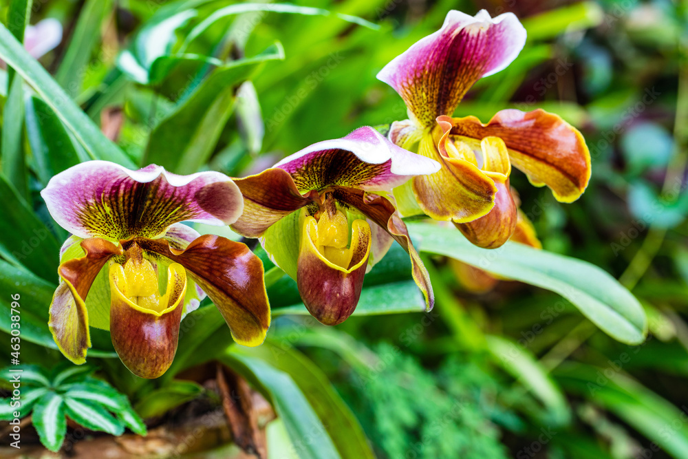 Paphiopedilum-villosum, Beautiful rare wild orchids in tropical forest ...