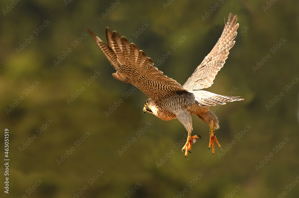 El halcon peregrino en sus territorios Stock Photo | Adobe Stock