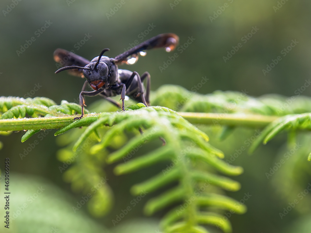 Macro photography of a black paper wasp with rain drops on it, resting ...