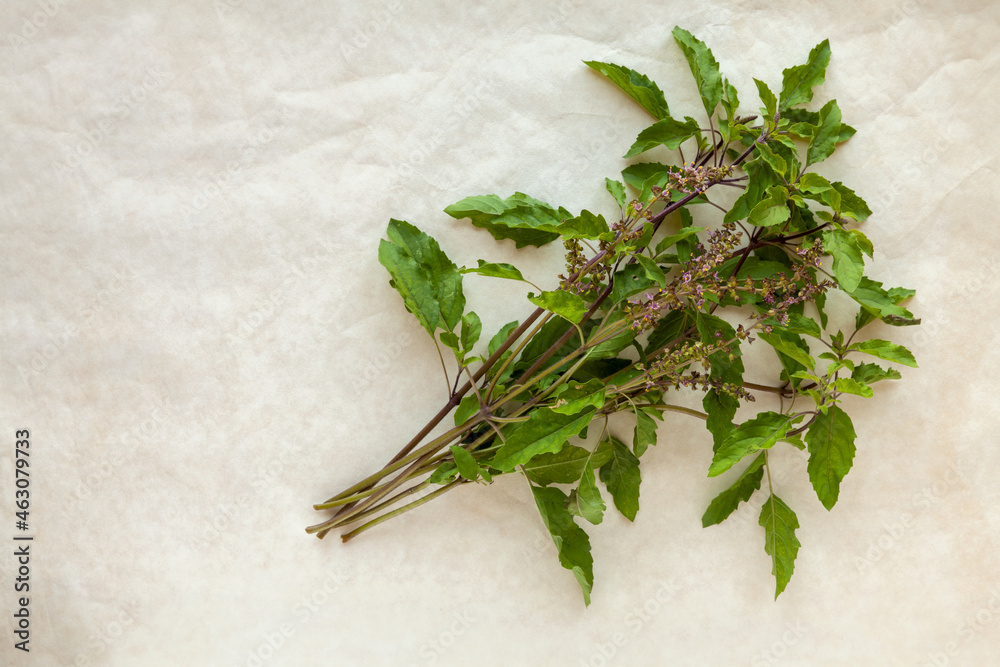 Tulsi (Ocimum Tenuiflorum) flowering plant top view. Holy basil on ...