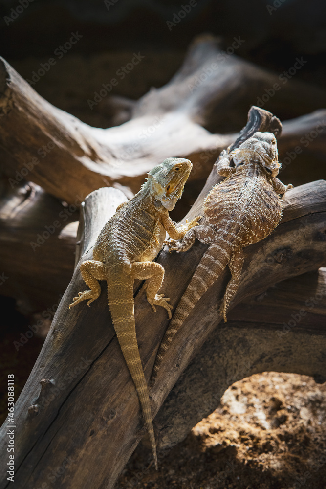 Fotka „Pogona vitticeps, the central or inland bearded dragon, is a ...