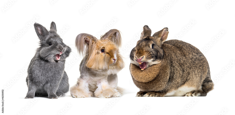 Small group of three rabbits 3 laughing together, one groomed and the ...