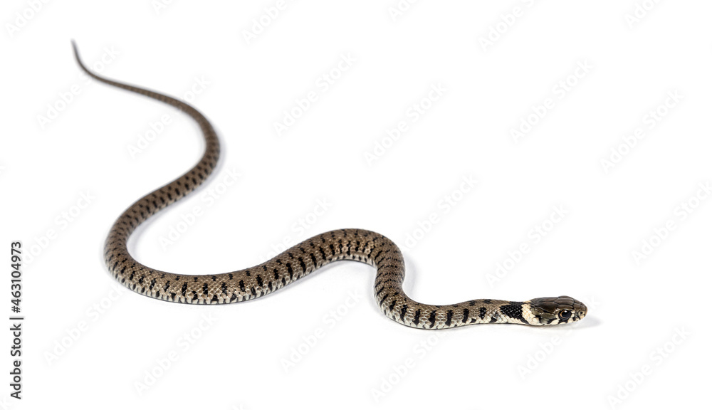 Grass snake, Natrix natrix, Isolated on white Stock Photo | Adobe Stock