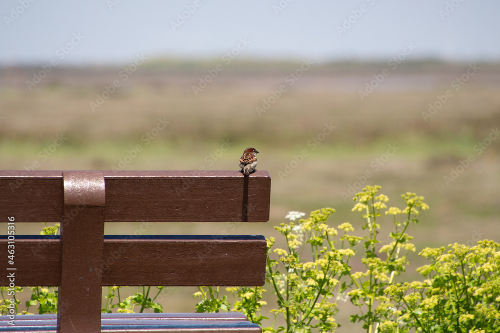 small bird on the edge of a brown banch looking at landscape, norfolk ...