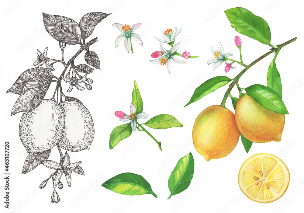 Set of watercolor illustrations of lemons. Hand painted tree branch ...