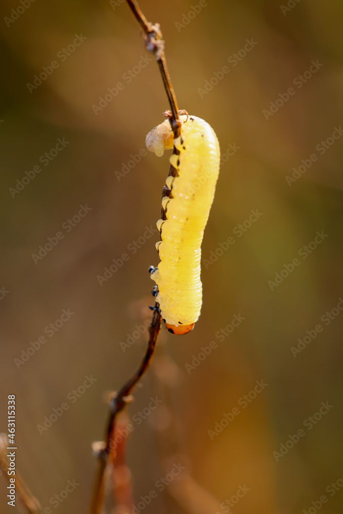 Die gelbe Raupe oder die Larve einer Blattwespe an einer Wiesenpflanze ...