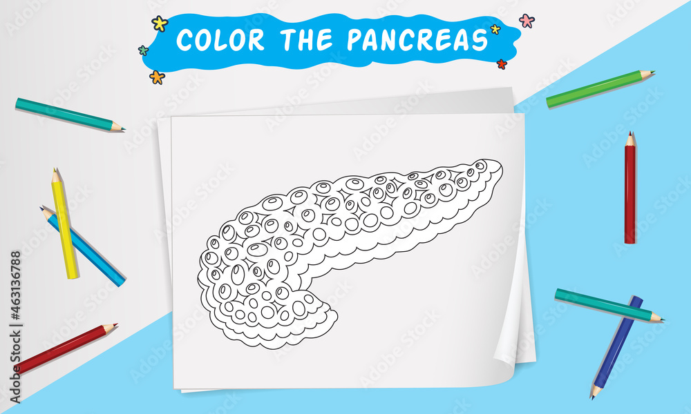 Color The Pancreas - Human Internal Anatomy Coloring Page Stock 벡터 ...