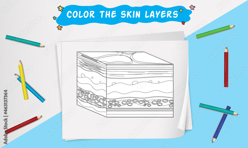 Color The Skin Layers - Human Internal Anatomy Coloring Page Stock ...