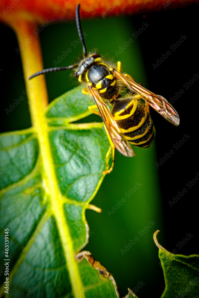 Yellow Jacket Wasp Stock Photo | Adobe Stock