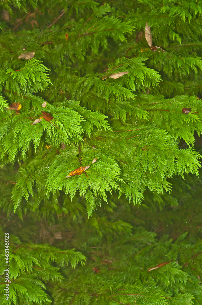front view, medium distance of autumn maple leaves falling on to lips ...