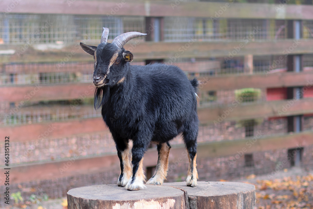 Small cute black Cameroon goat in an aviary. Keeping animals on the ...
