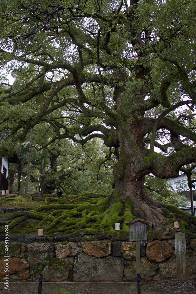 Kusunoki (camphor tree) outside the buddhist temple Shoren-in (青蓮院 ...