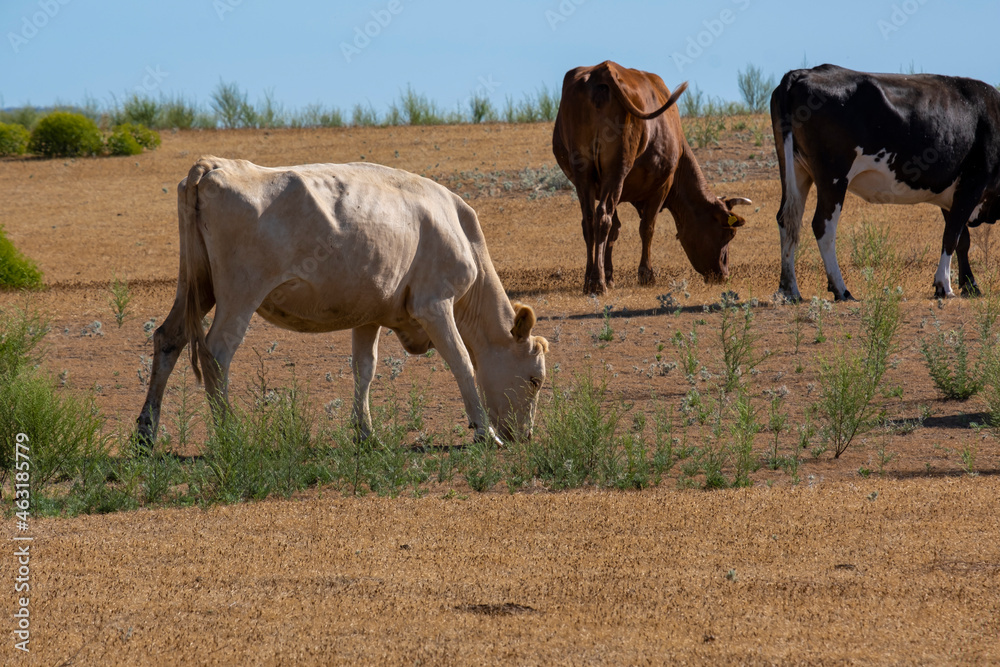 herd of cows and young bulls in the field. A group of adult and young ...