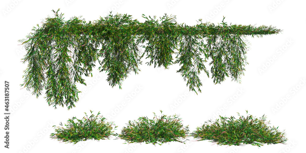 Climbing plants creepers isolated on white background 3d illustration ...